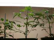 clones wilting? (pics) - Cannabis Cultivation - Growery Message Board