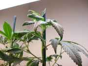 clones wilting? (pics) - Cannabis Cultivation - Growery Message Board