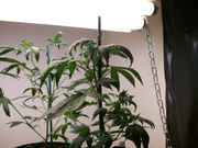 clones wilting? (pics) - Cannabis Cultivation - Growery Message Board
