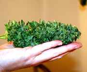 Fresh buds - Cannabis Pictures - Growery Message Board