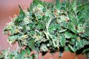 Fresh buds - Cannabis Pictures - Growery Message Board