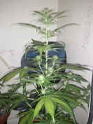 Ak48 autoflower, 400w hps, soil grow. Day 7 of flowering. - Grow ...