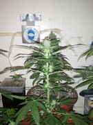 Ak48 autoflower, 400w hps, soil grow. Day 7 of flowering. - Grow ...