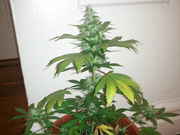 Ak48 autoflower, 400w hps, soil grow. Day 7 of flowering. - Grow ...