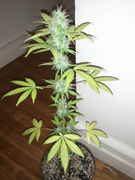 Ak48 autoflower, 400w hps, soil grow. Day 7 of flowering. - Grow ...