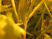 Preflower Identification - Cannabis Cultivation - Growery Message Board