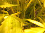 Preflower Identification - Cannabis Cultivation - Growery Message Board
