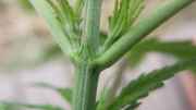 Preflower identification help?? - Cannabis Cultivation - Growery ...