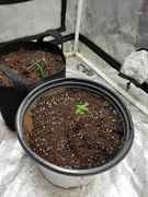 My First Autoflower Grow - Cannabis Cultivation - Growery Message Board