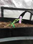 My First Autoflower Grow - Cannabis Cultivation - Growery Message Board