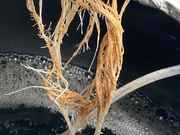 Root Rot - Cannabis Cultivation - Growery Message Board